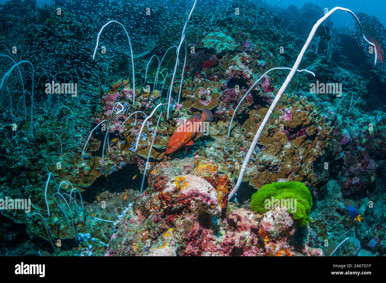 Coral reef with a Coral hind [Cephalophus miniata], Delicate sea whips ...