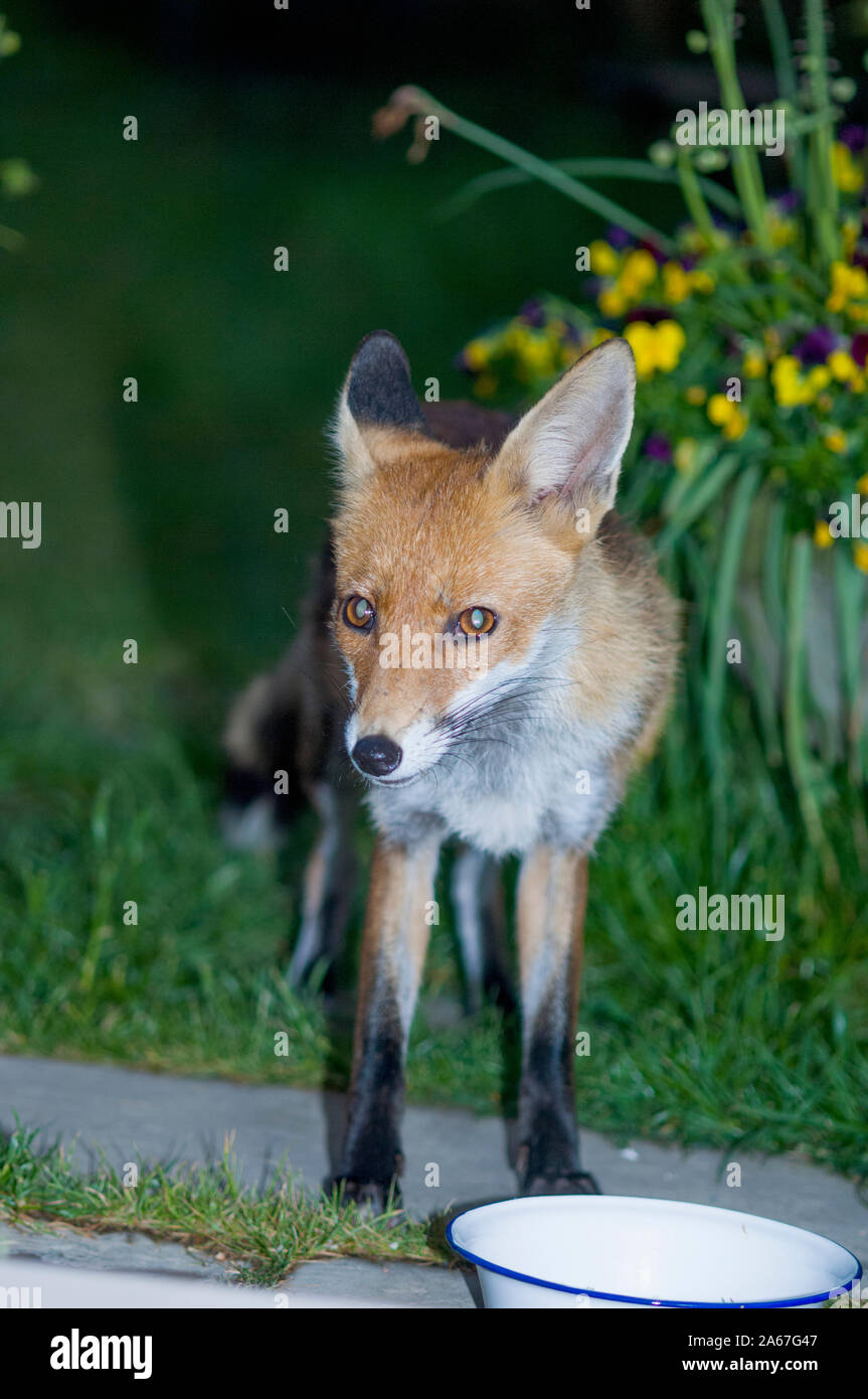 Fox london night hi-res stock photography and images - Alamy