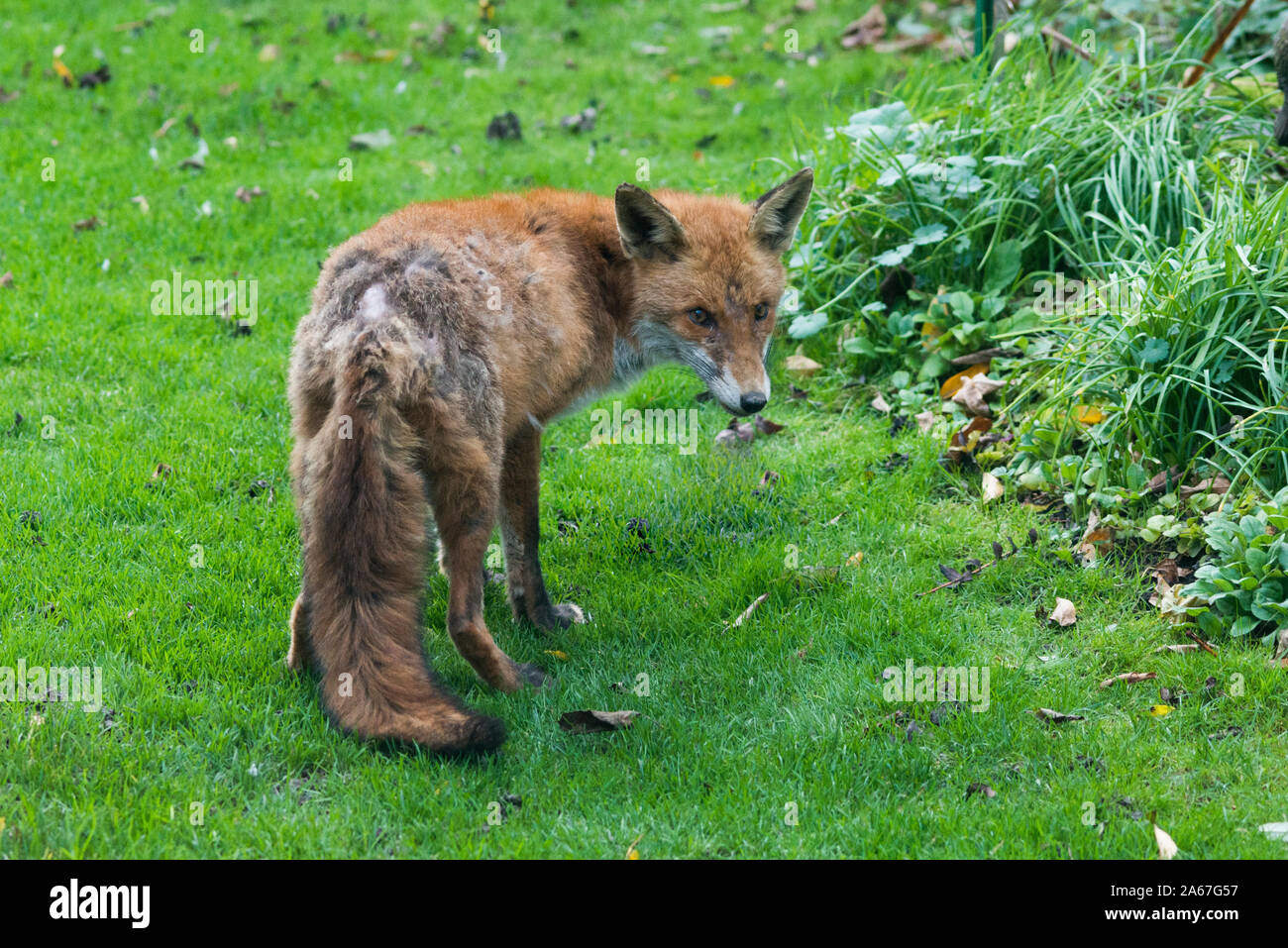 Fox mange hi-res stock photography and images - Alamy