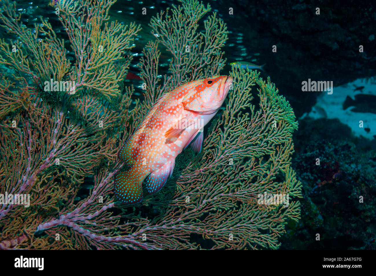 Coral hind [Cephalopholus miniata] lying in ambush on a gorgonian ...