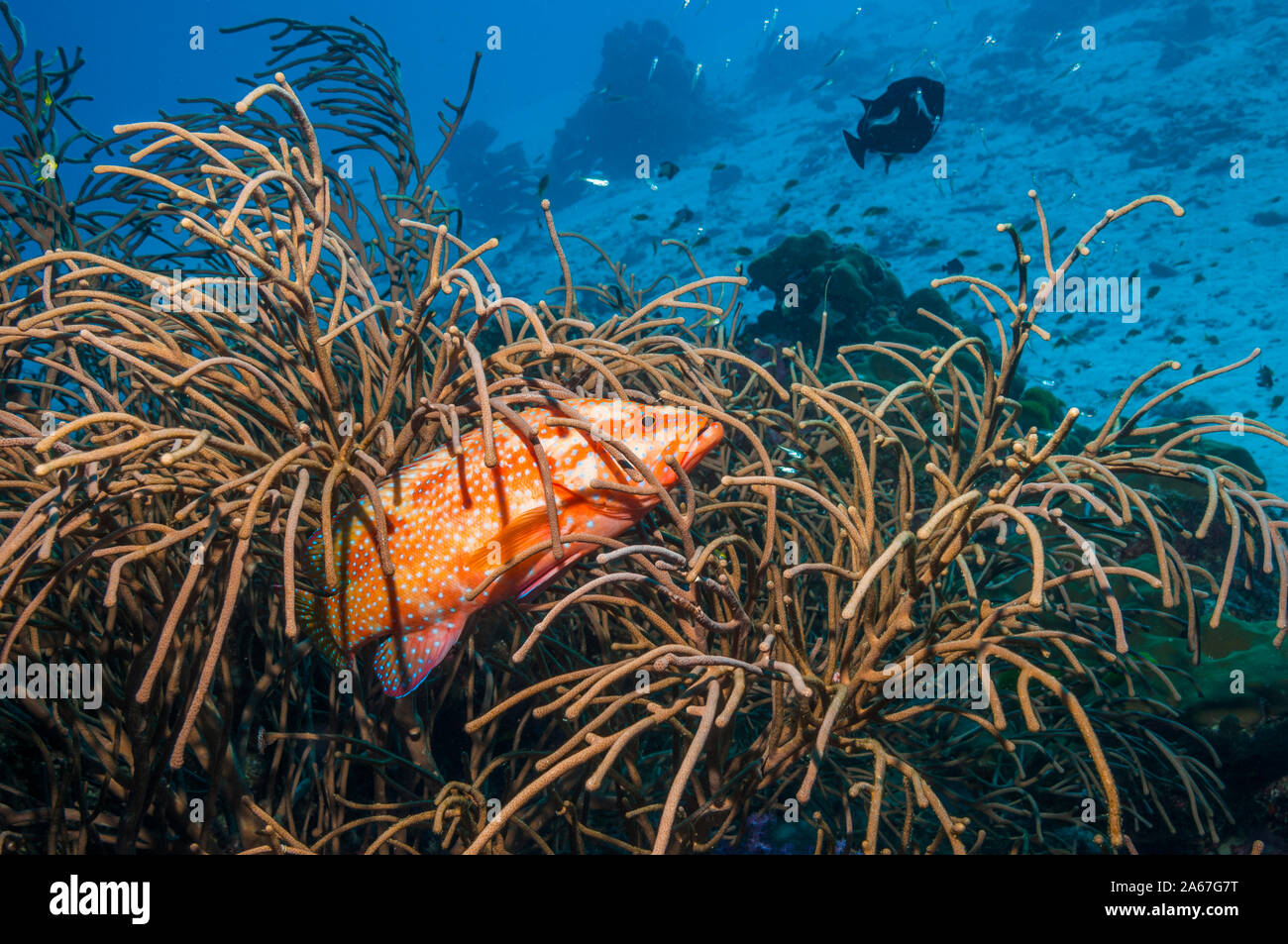 Coral hind [Cephalophis miniata] lying in ambush in gorgonian ...