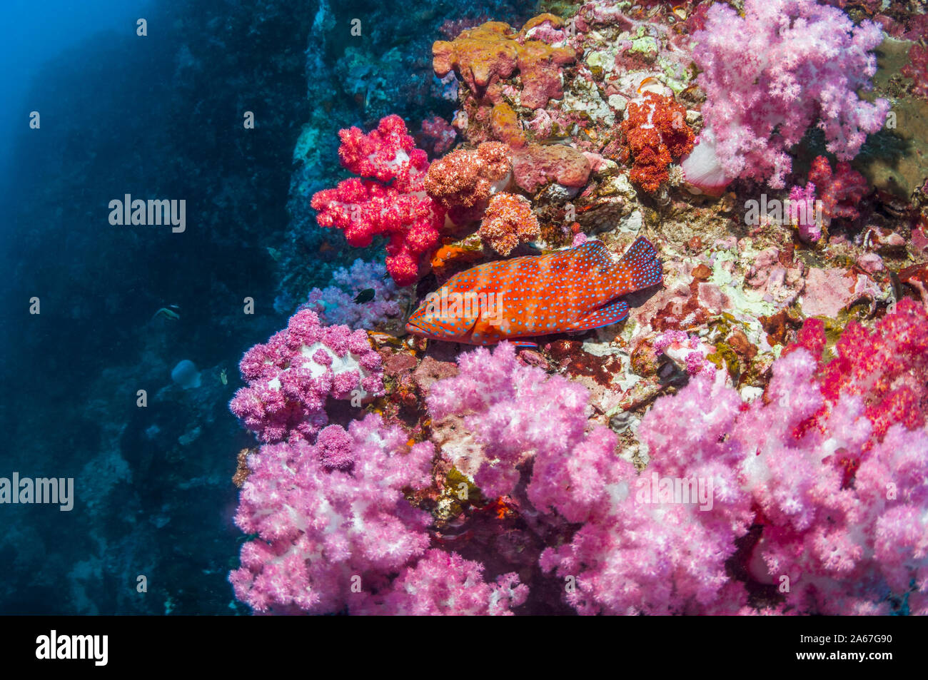 Coral hind [Cephalopholus miniata] lying in ambush amongs soft corals ...
