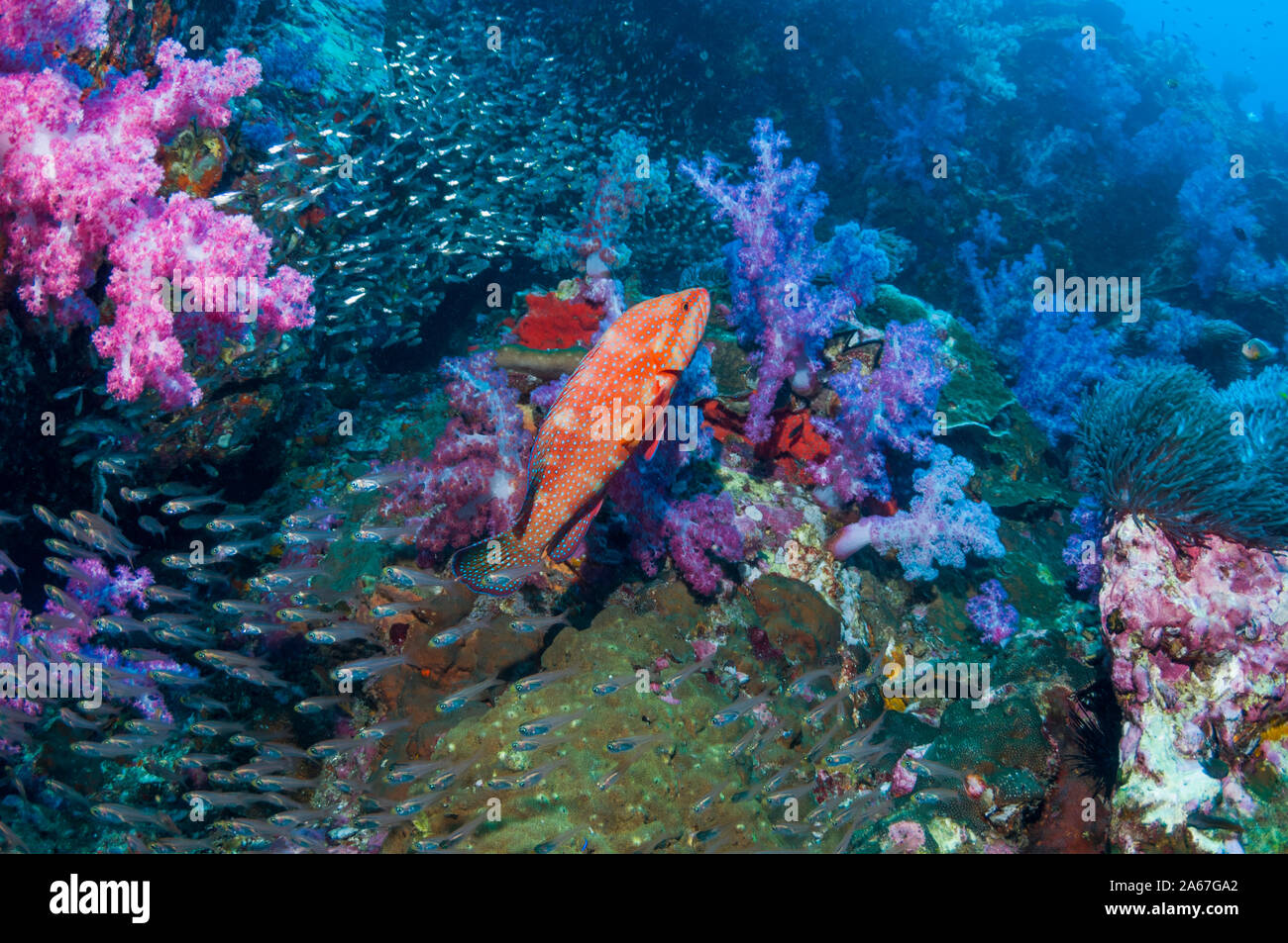 Coral hind [Cephalopholus miniata] lying in ambush amongs soft corals ...