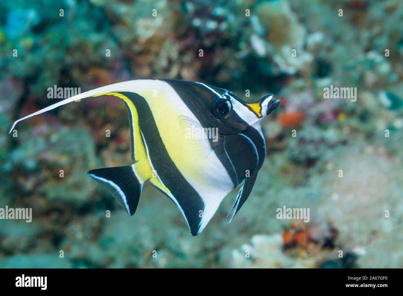 Moorish idol zanclus cornutus hi-res stock photography and images - Alamy
