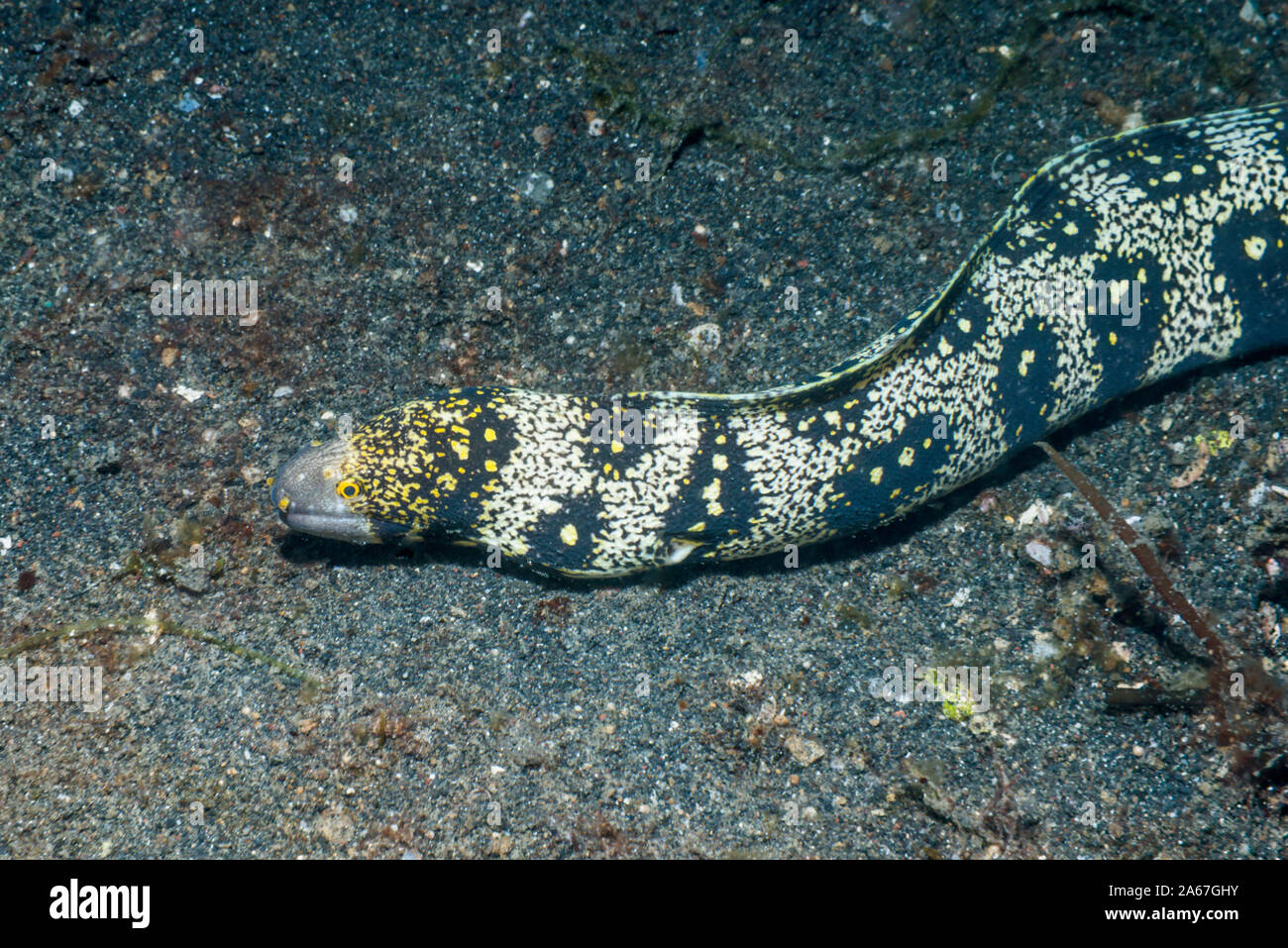 Freshwater Snowflake Eel