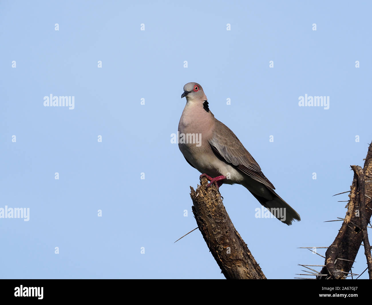 African mourning dove streptopelia decipiens hi-res stock photography ...
