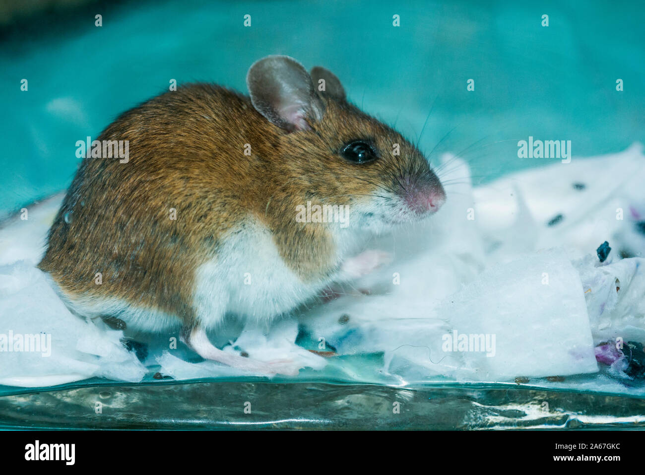 Wood mice uk hi-res stock photography and images - Alamy