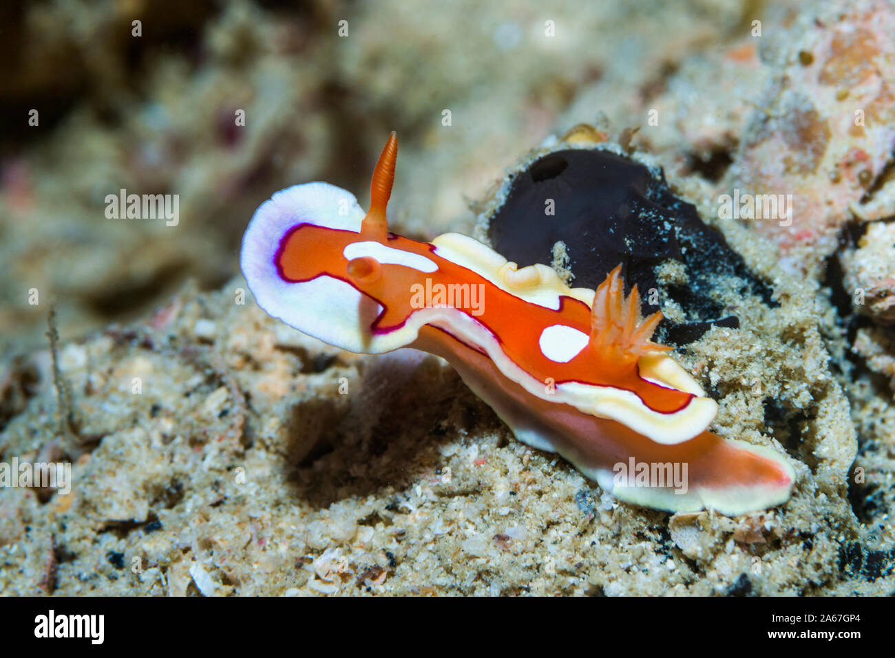 Tropical indo west pacific ocean hi-res stock photography and images ...