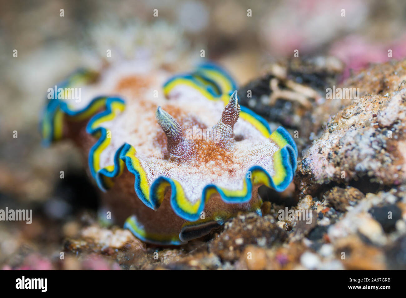 Girdled glossodoris hi-res stock photography and images - Alamy
