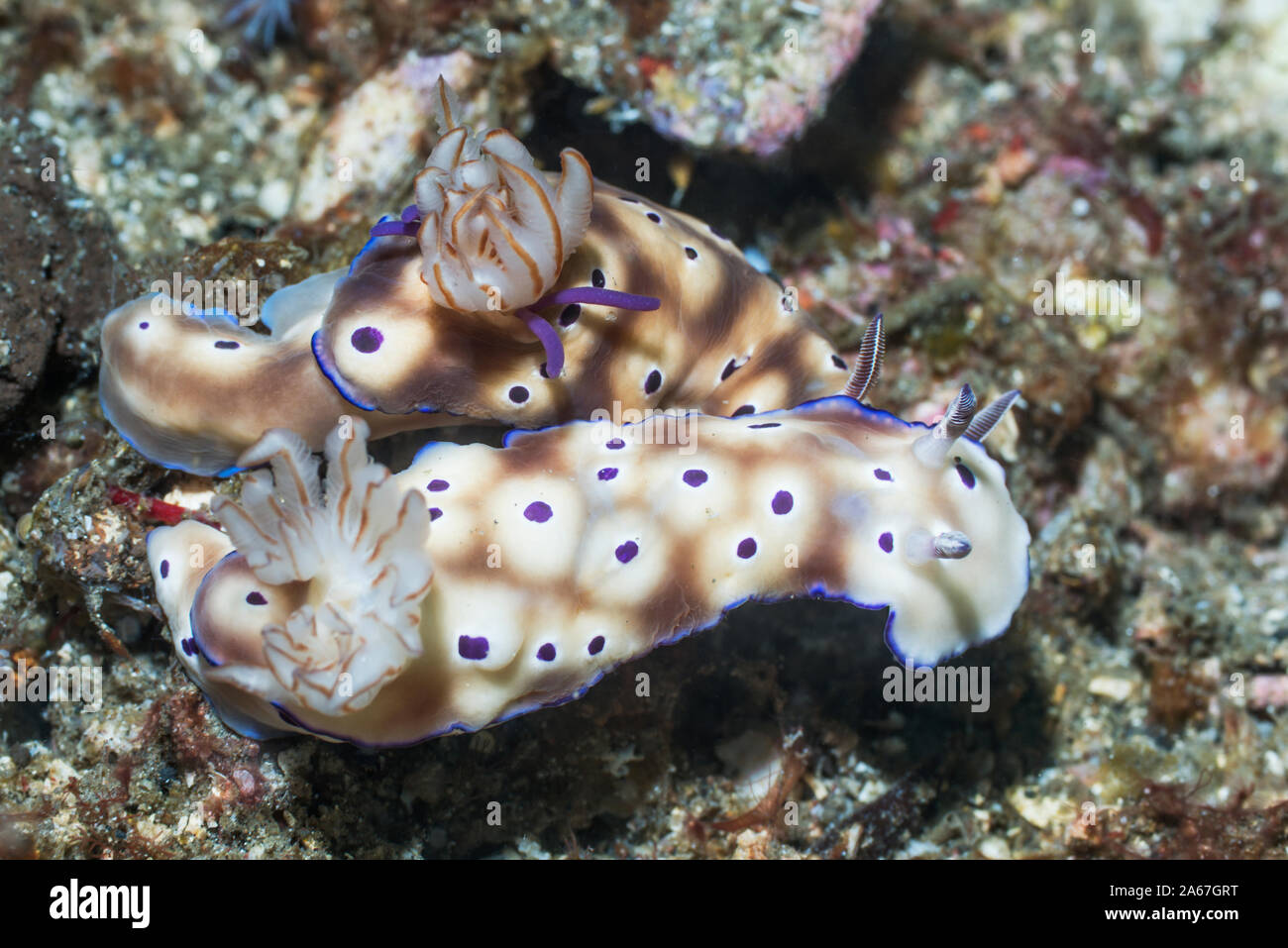 Nudibranch - Hypselodoris tryoni [before Risbecia tryoni] mating. The ...