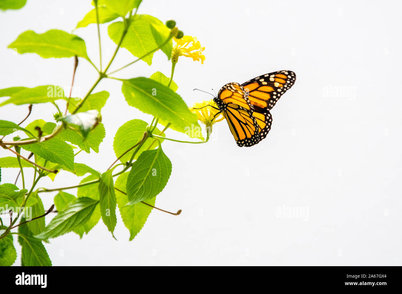 Monarch butterfly (Danaus plexippus Stock Photo - Alamy