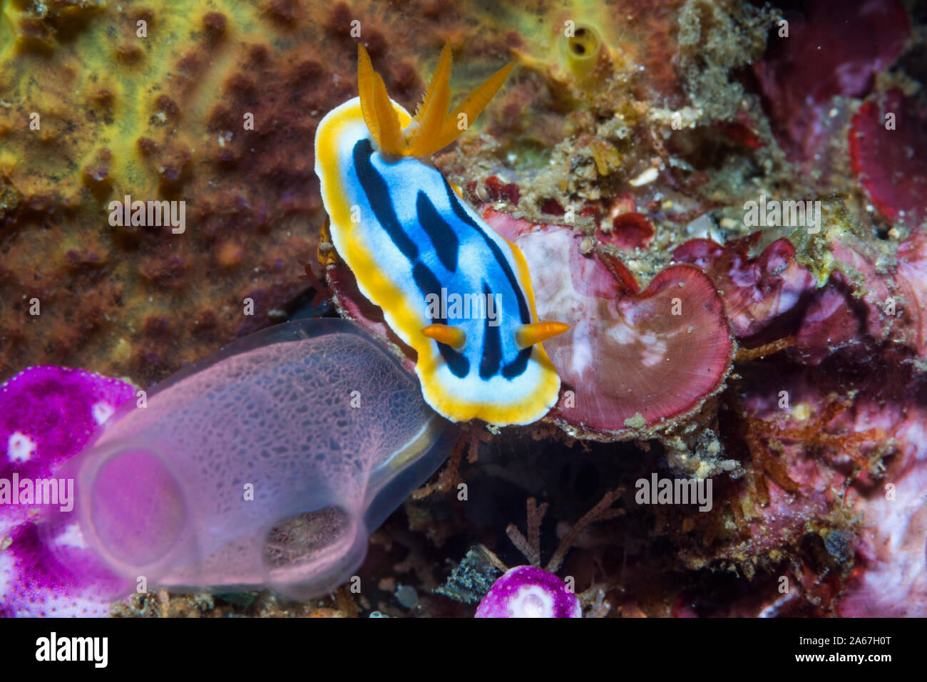Magnificent nudibranch hi-res stock photography and images - Alamy