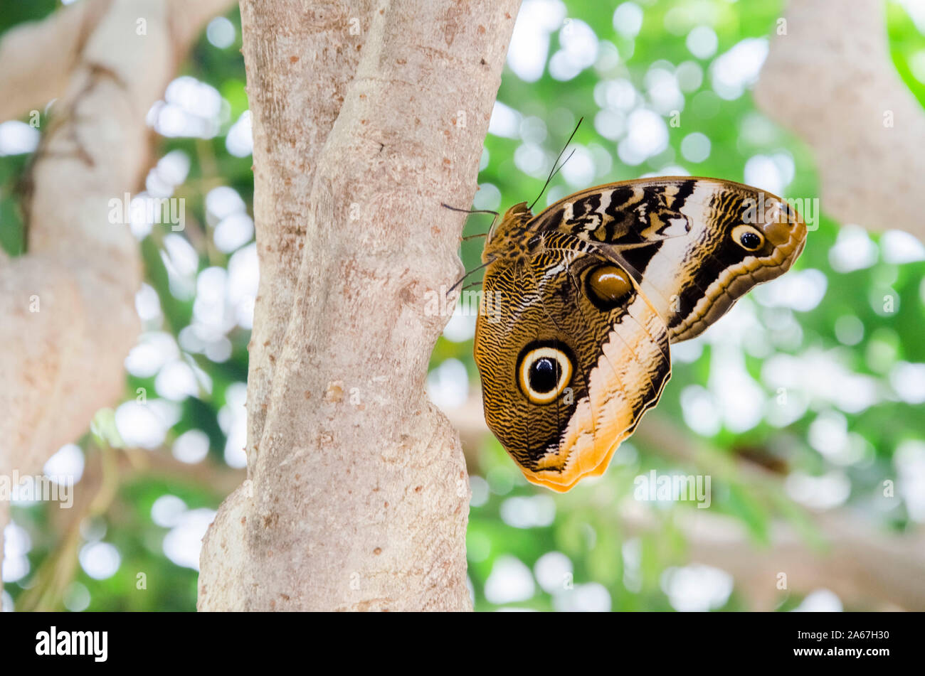 Mimetic evolution hi-res stock photography and images - Alamy