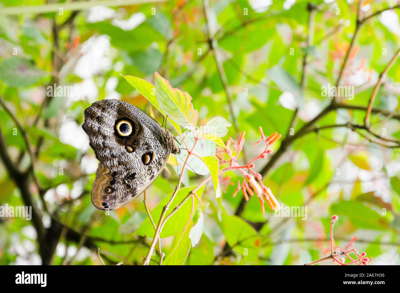 Mimetic evolution hi-res stock photography and images - Alamy