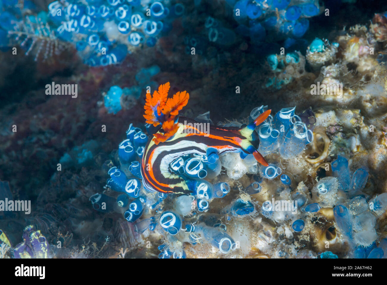Tunicate on coral hi-res stock photography and images - Alamy