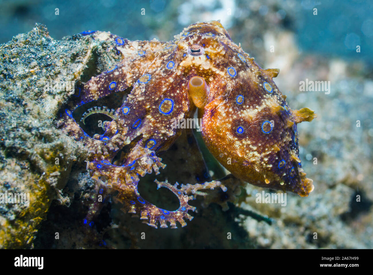 Blue-ringed octopus [Hapalochlaena sp]. Lembeh Strait, North Sulawesi ...