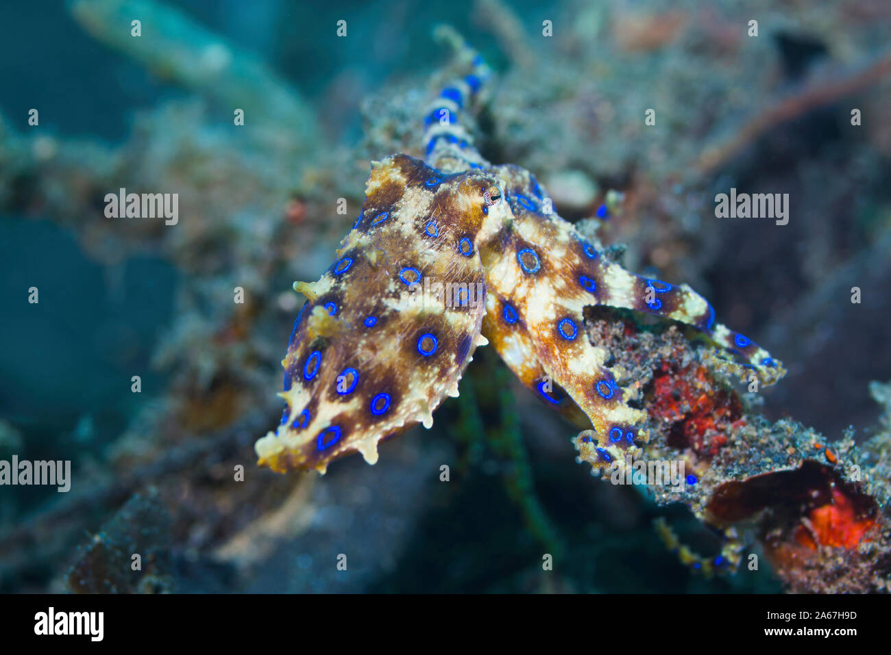 Blue-ringed octopus [Hapalochlaena sp]. Lembeh Strait, North Sulawesi ...