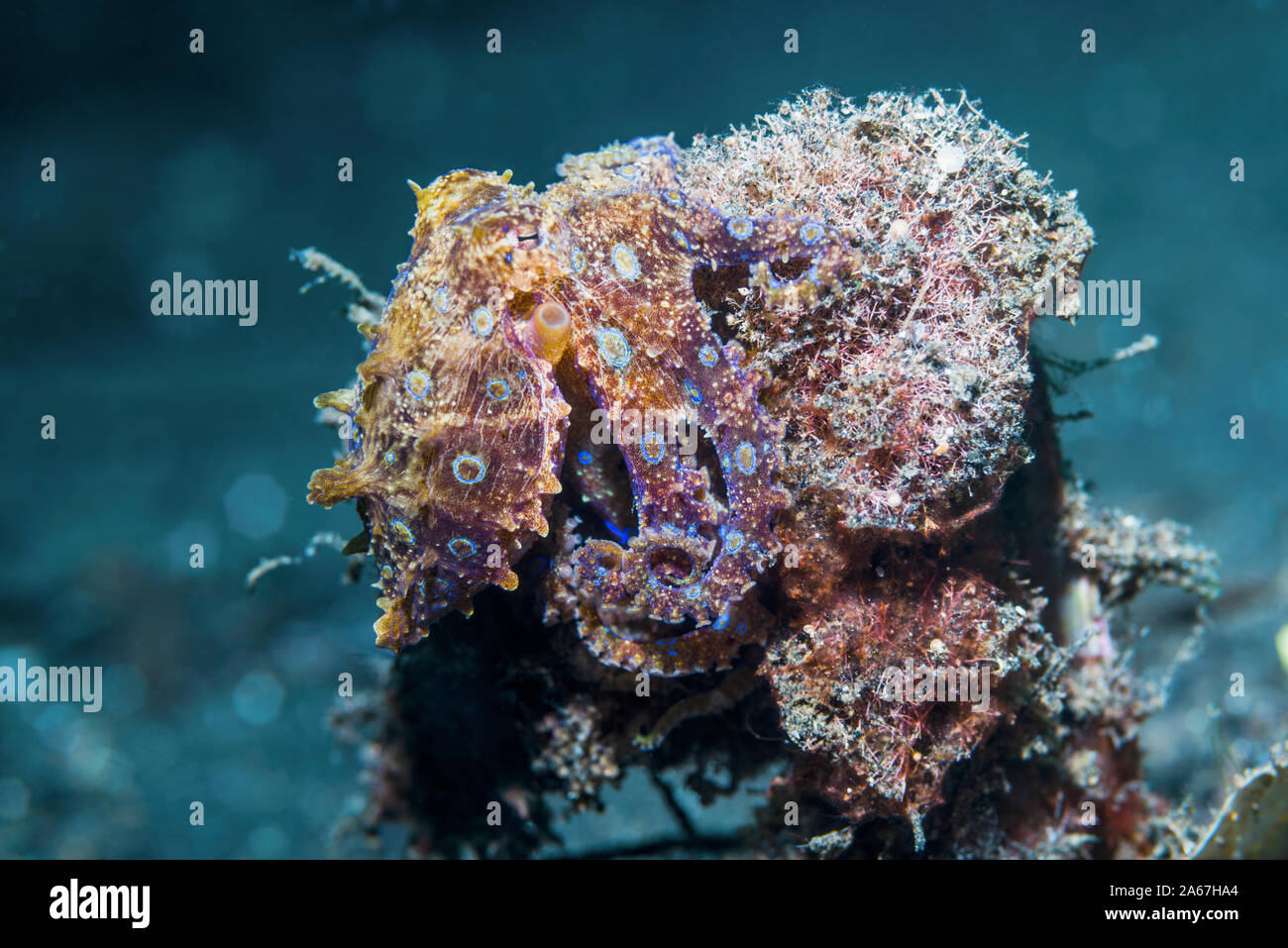 Blue-ringed octopus [Hapalochlaena sp]. Lembeh Strait, North Sulawesi ...