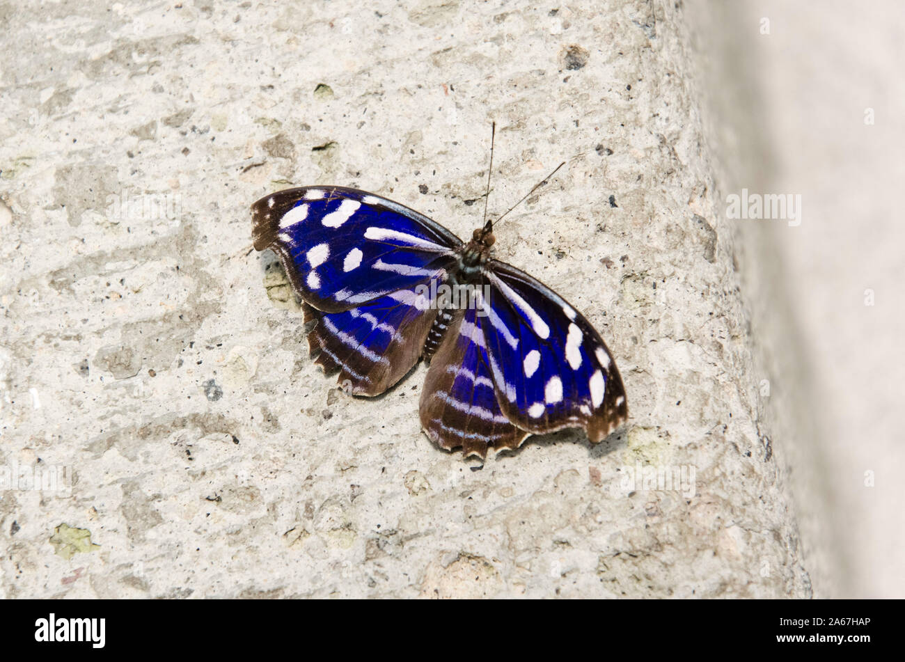 Mexican Bluewing (Myscelia ethusa), blue and white stripped butterfly ...