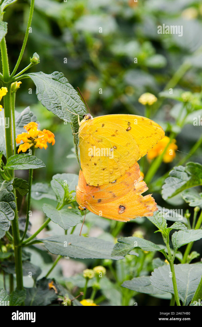 Common grass yellow butterfly hi-res stock photography and images - Alamy
