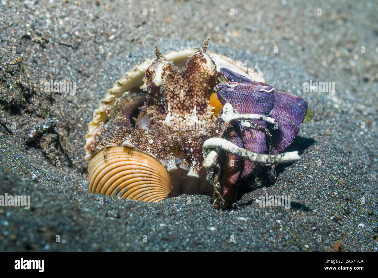 Veined or Coconut Octopus [Amphioctopus marginatus]. Lembeh Strait ...