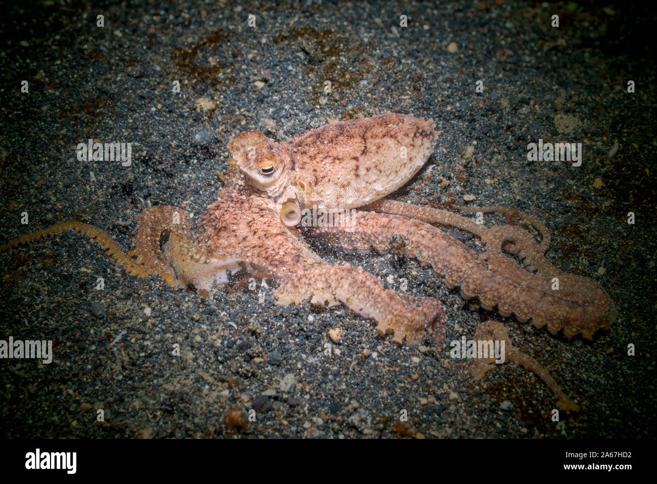 Abdopus species 1 hi-res stock photography and images - Alamy