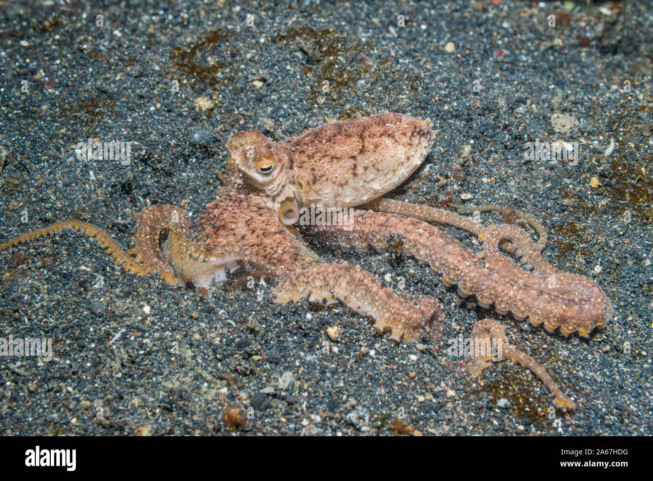 Abdopus species 1 hi-res stock photography and images - Alamy