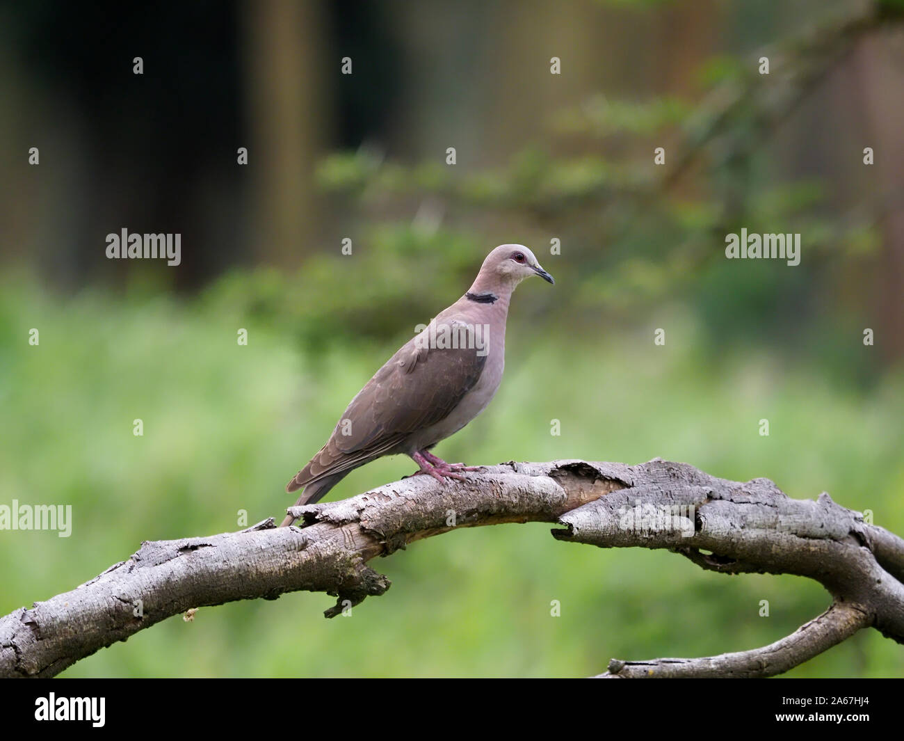 Red-eyed dove, Streptopelia semitorquata, Single bird on branch, Kenya ...