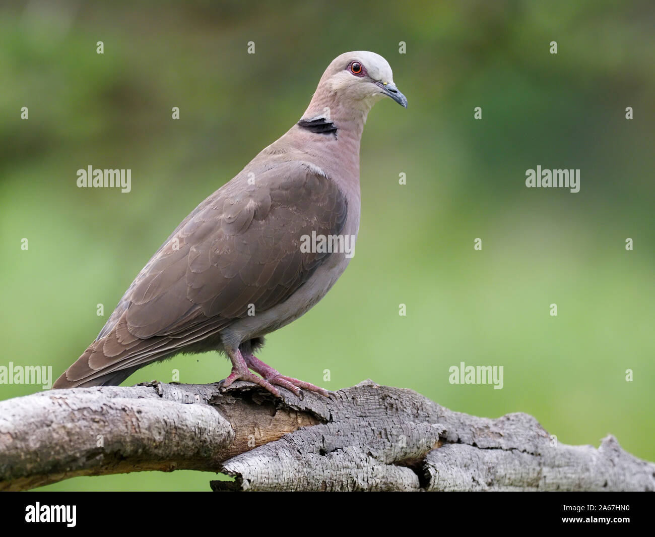 Red-eyed dove, Streptopelia semitorquata, Single bird on branch, Kenya ...