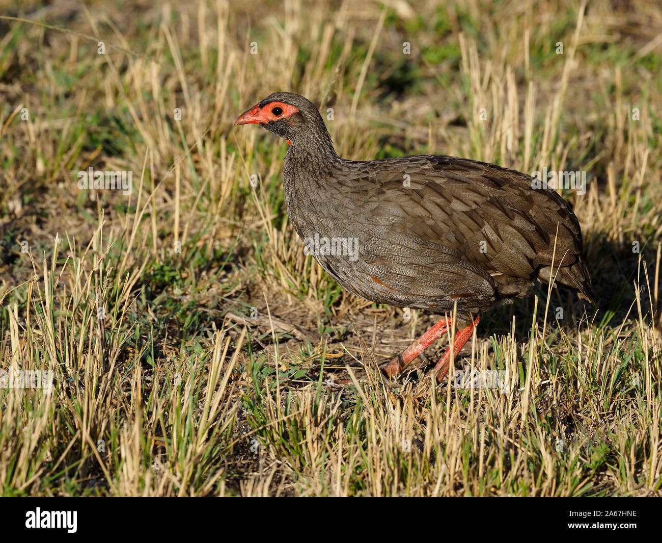 Red-necked spurfowl, Pternistis afer, Single bird on grass, Kenya ...