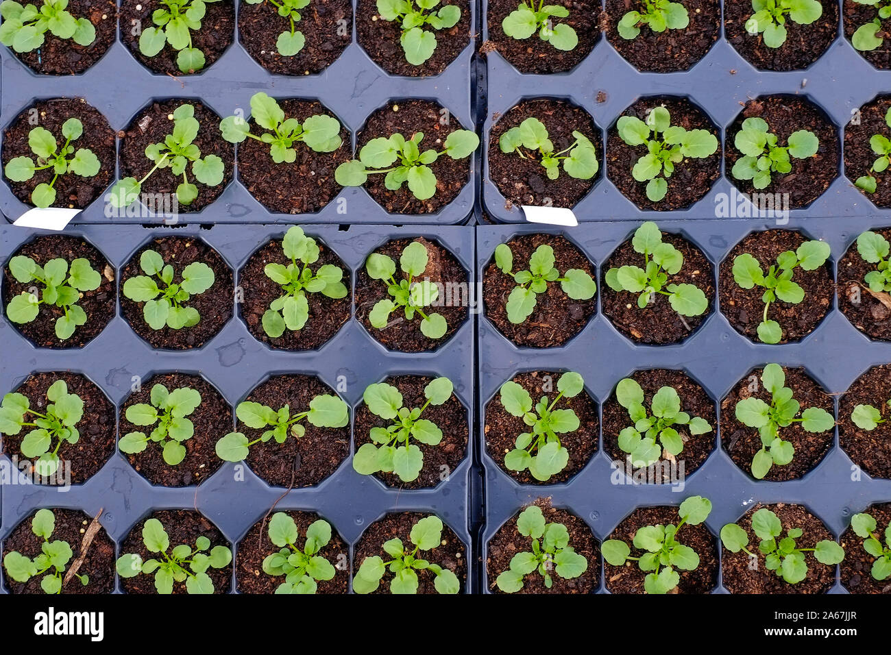An overhead view of seedlings growing in plastic trays in a garden ...