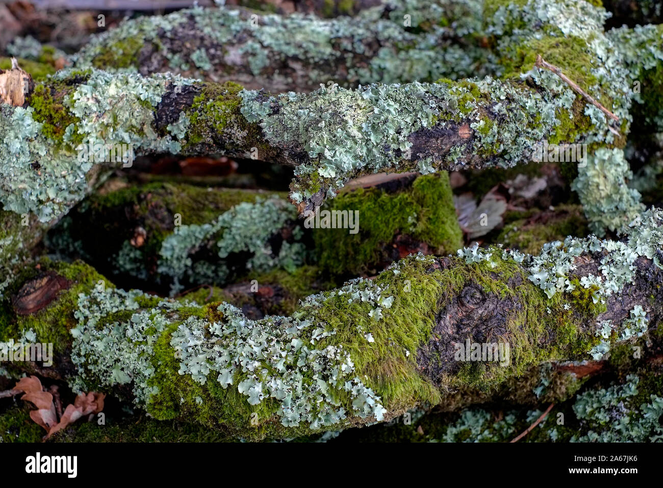 Damp habitat hi-res stock photography and images - Alamy