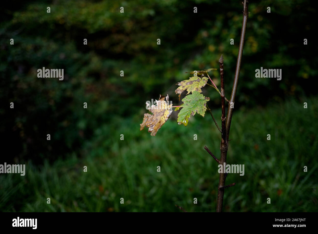Autumnal leaves growing on a Sycamore sapling in a woodland Acer ...
