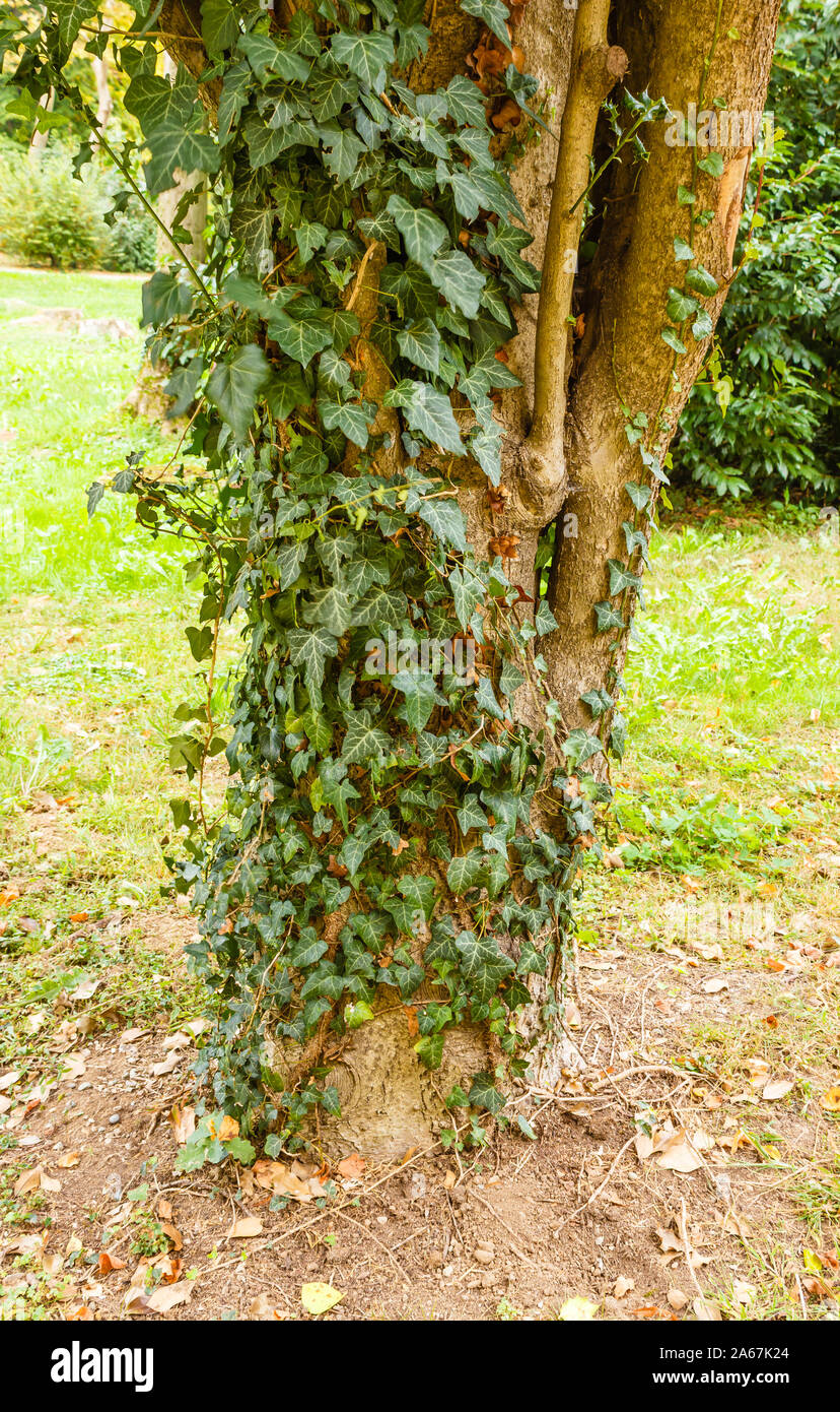 ivy invades the surface of a plant Stock Photo - Alamy