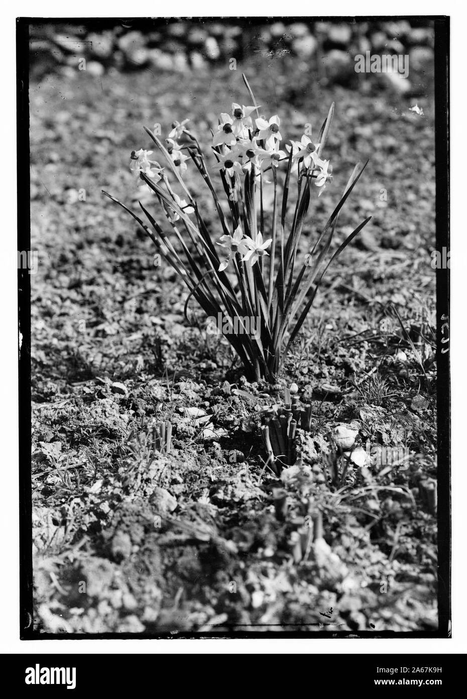 Wild flowers of Palestine. Rose of Sharon (Narcissus Tazetta L Stock ...