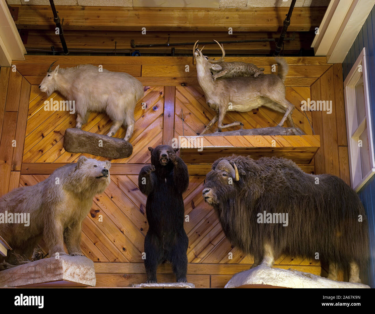 Wild animal display in Wall Drug, Wall, South Dakota Stock Photo - Alamy