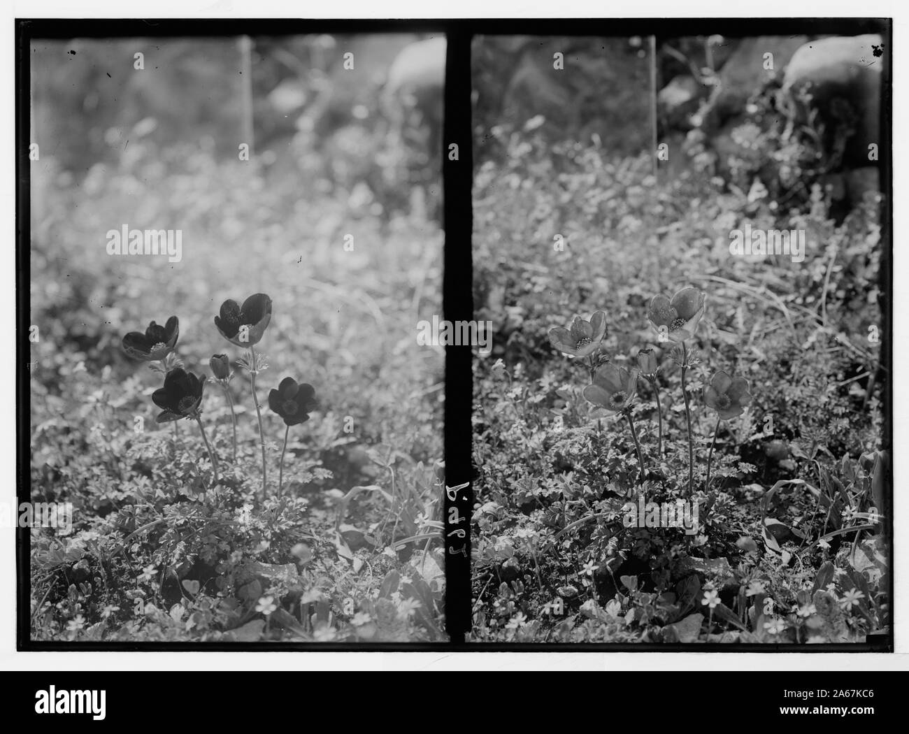 Wild flowers of Palestine. (Taken in their natural settings) Lily of ...