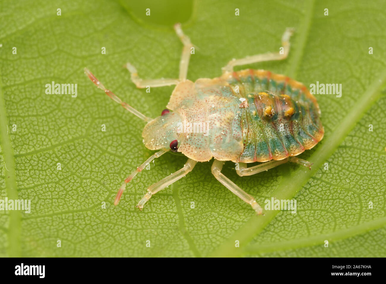 Freshly moulted Forest Shieldbug nymph (Pentatoma rufipes) on underside ...