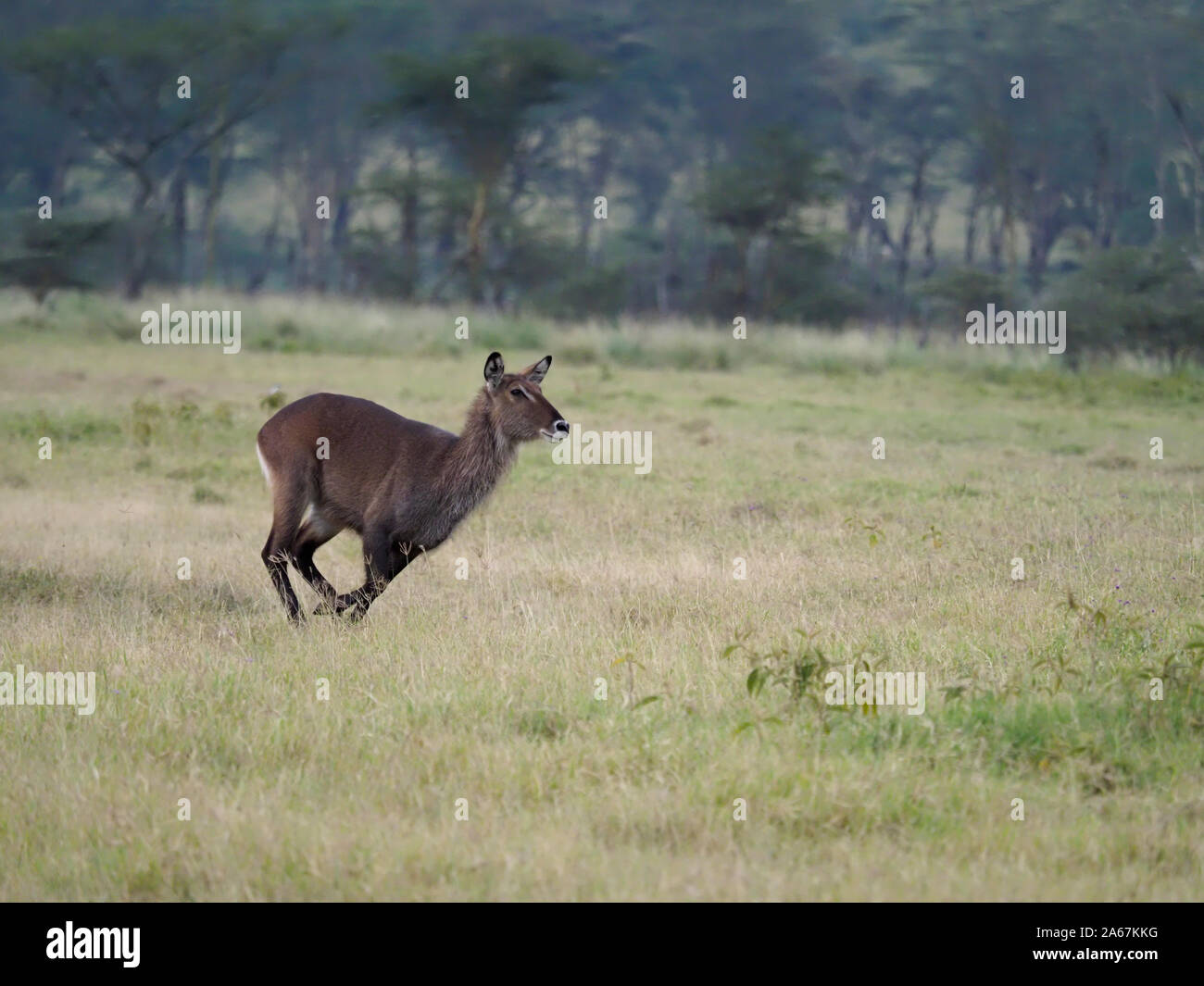 Waterbuck running High Resolution Stock Photography and Images - Alamy