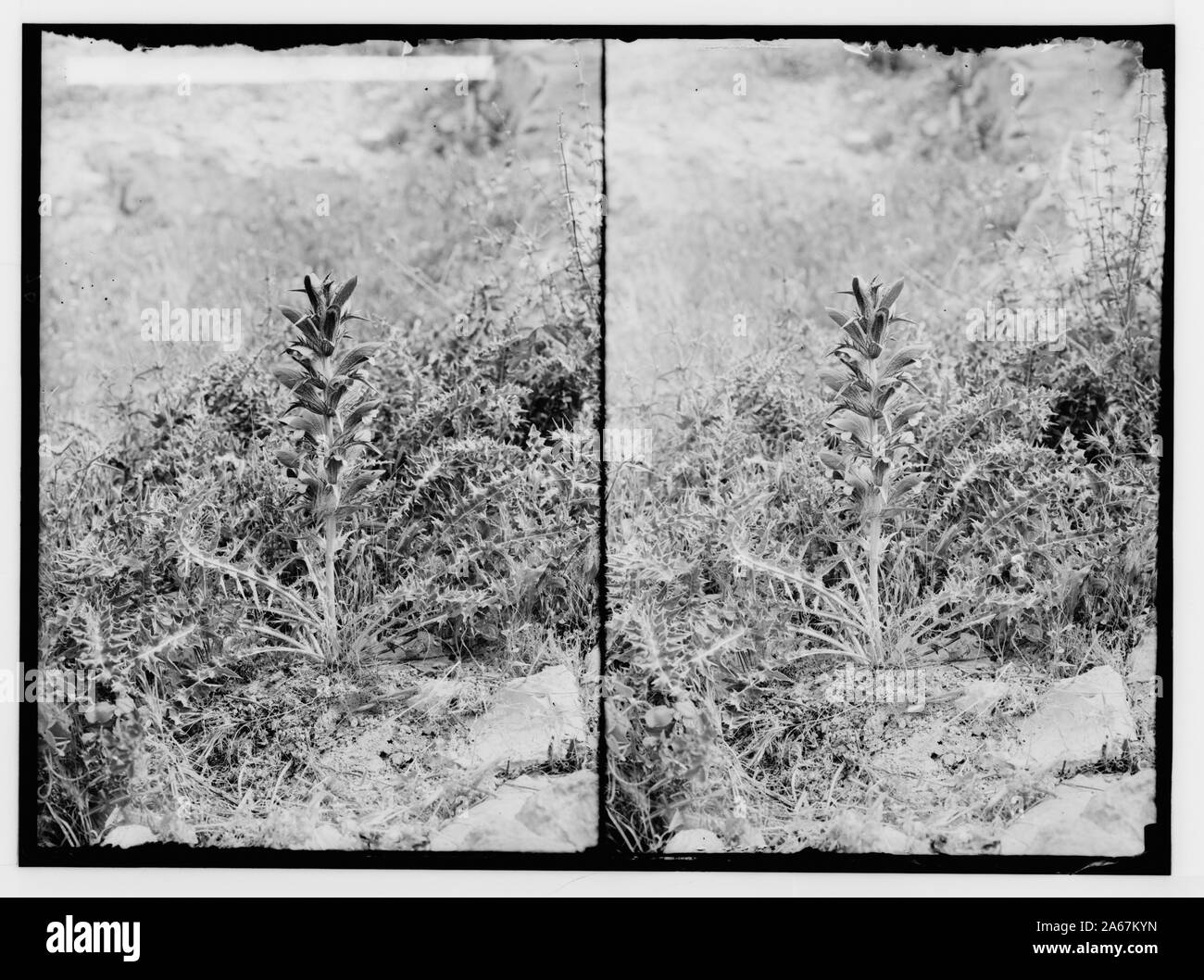 Wild flowers of Palestine. Syrian acanthus (A. syriacus Boiss Stock ...