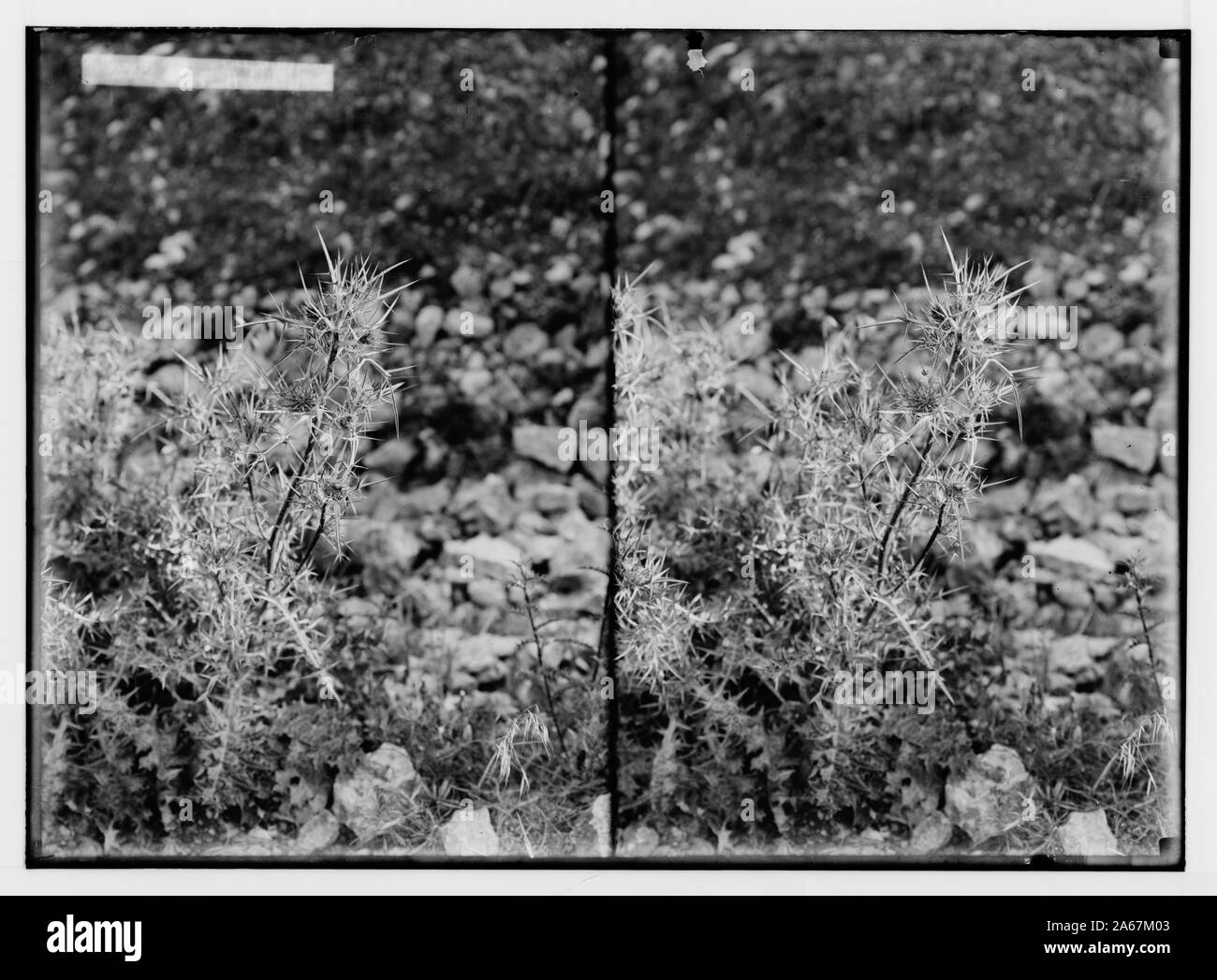 Plants floral features Black and White Stock Photos & Images - Alamy