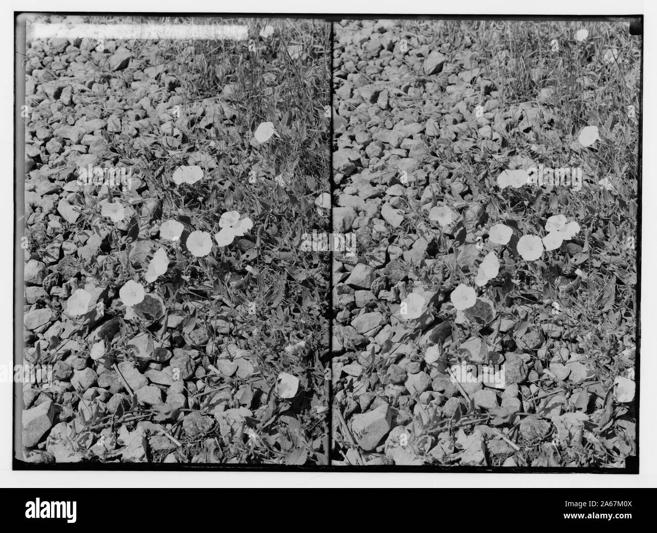 Wild flowers of Palestine. Shaggy convolvulus (C. hirsutus Stev Stock ...
