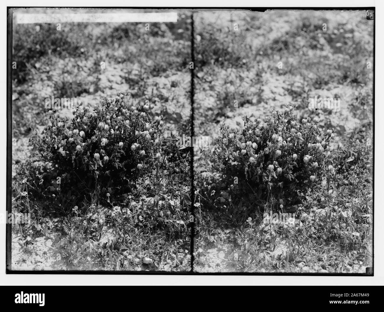 Wild flowers of Palestine. Yellow restharrow (Ononis Natrix L Stock ...
