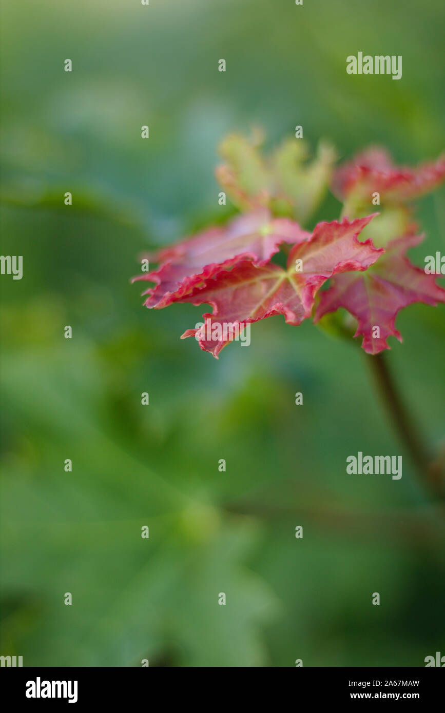 Red maple in sunshine hi-res stock photography and images - Alamy