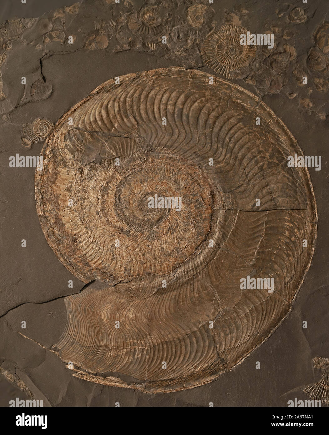 fossils, background, texture, space for text, fossil of a crustacean ...