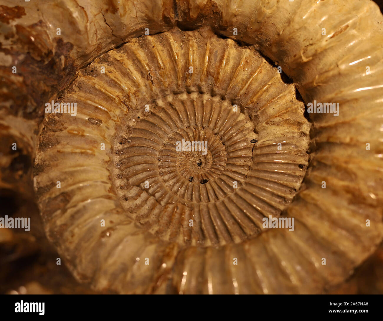 fossils, background, texture, space for text, fossil of a crustacean ...
