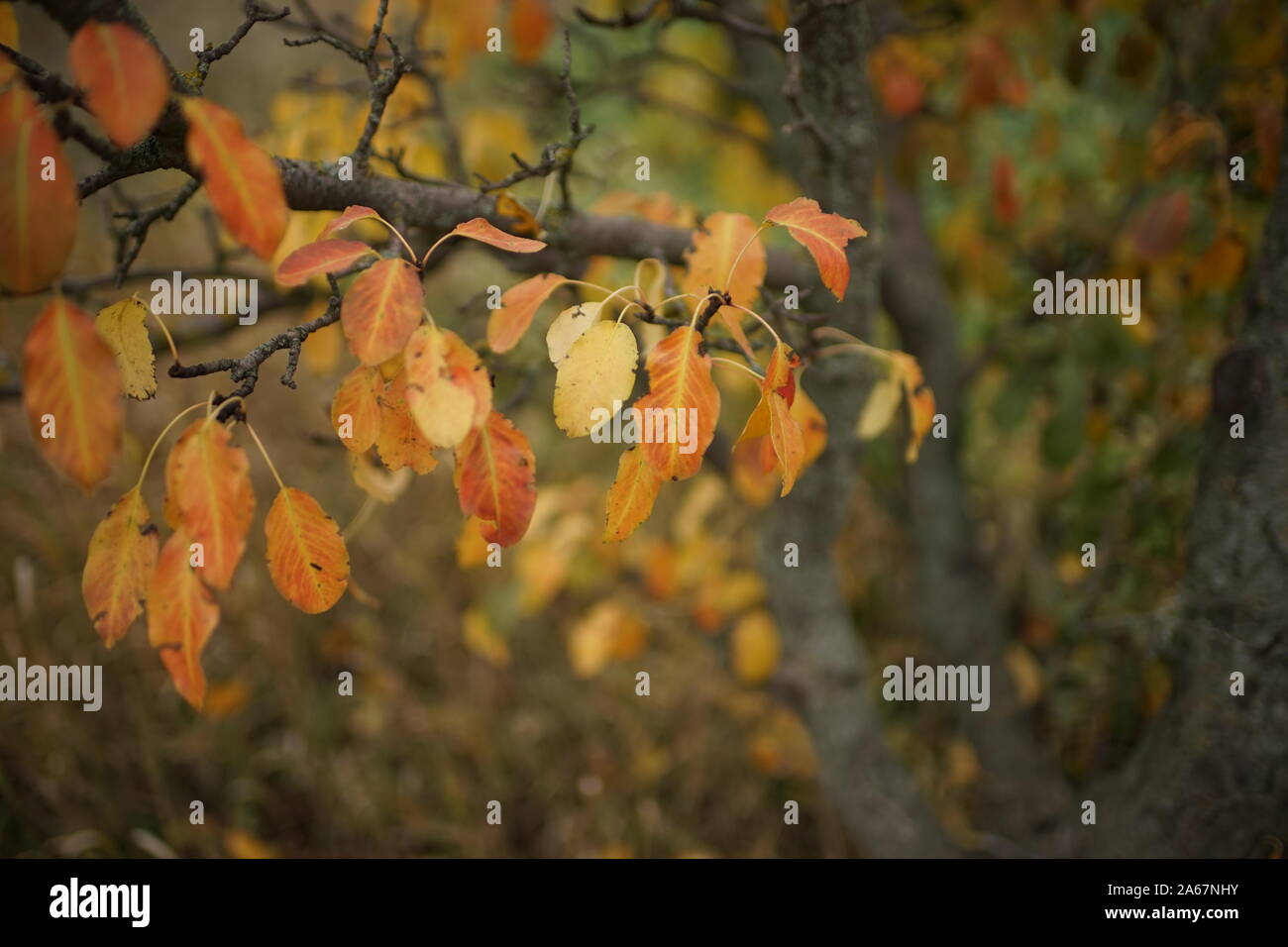 Golden pear autumn tree hi-res stock photography and images - Alamy