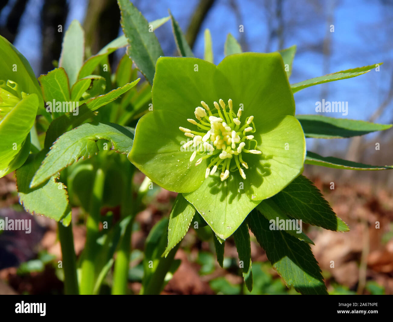 Hellebore, Nieswurz, Helleborus, hunyor Stock Photo - Alamy