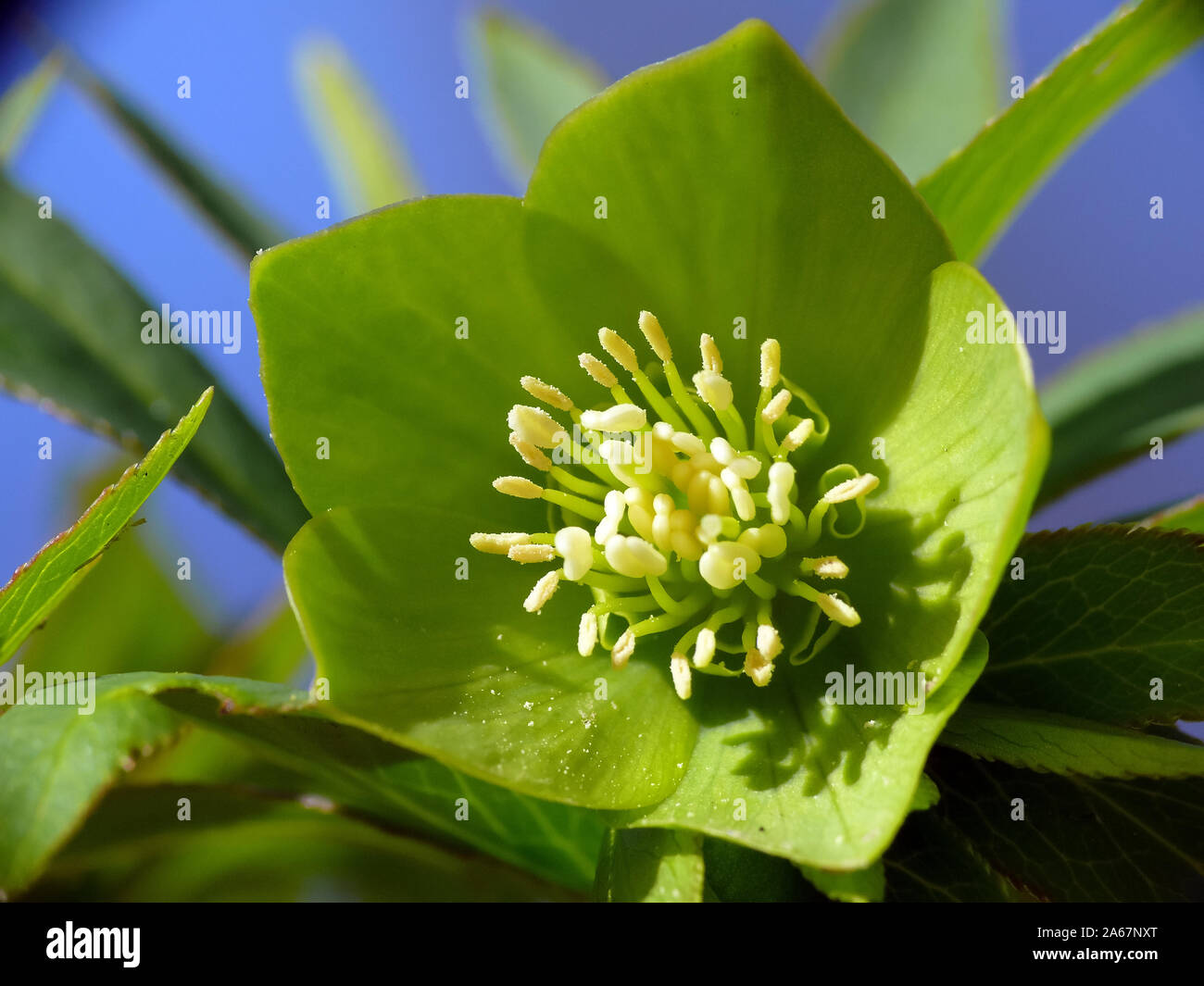 Hellebore, Nieswurz, Helleborus, hunyor Stock Photo - Alamy
