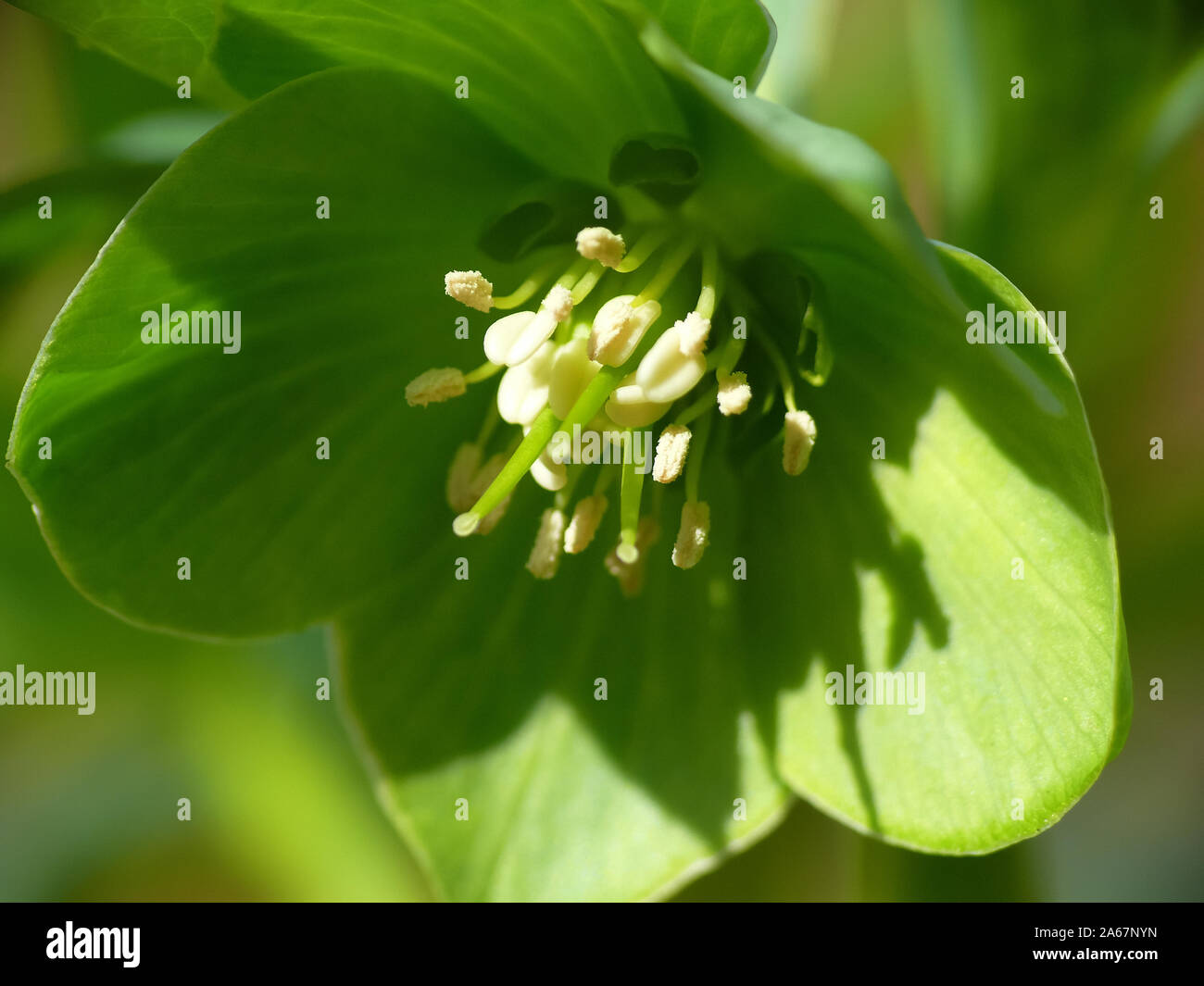Hellebore, Nieswurz, Helleborus, hunyor Stock Photo - Alamy